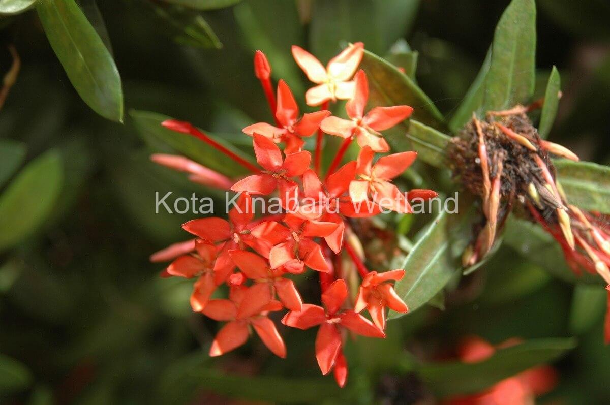 Plants | Kota Kinabalu Wetland
