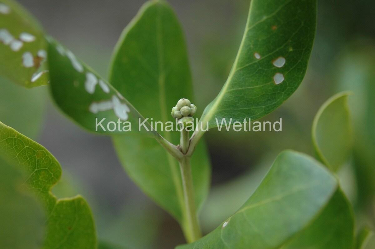 Plants | Kota Kinabalu Wetland