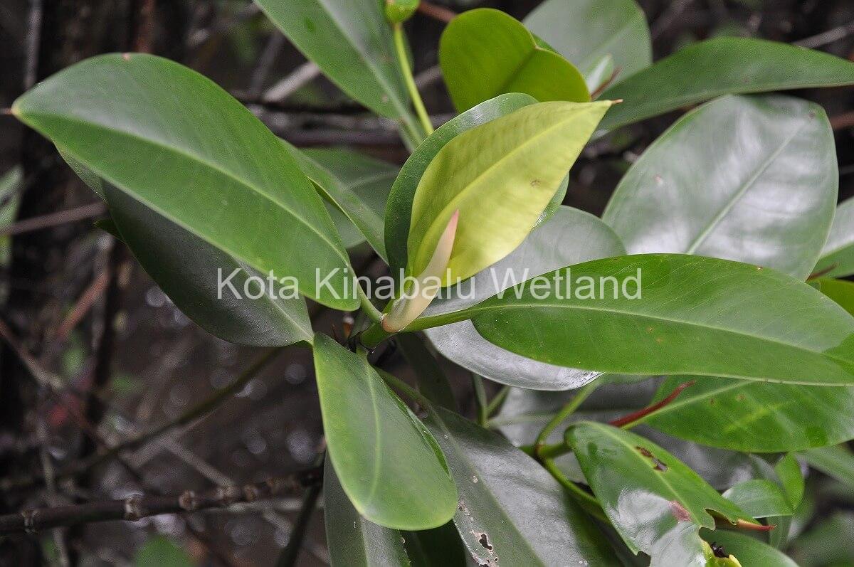Plants | Kota Kinabalu Wetland