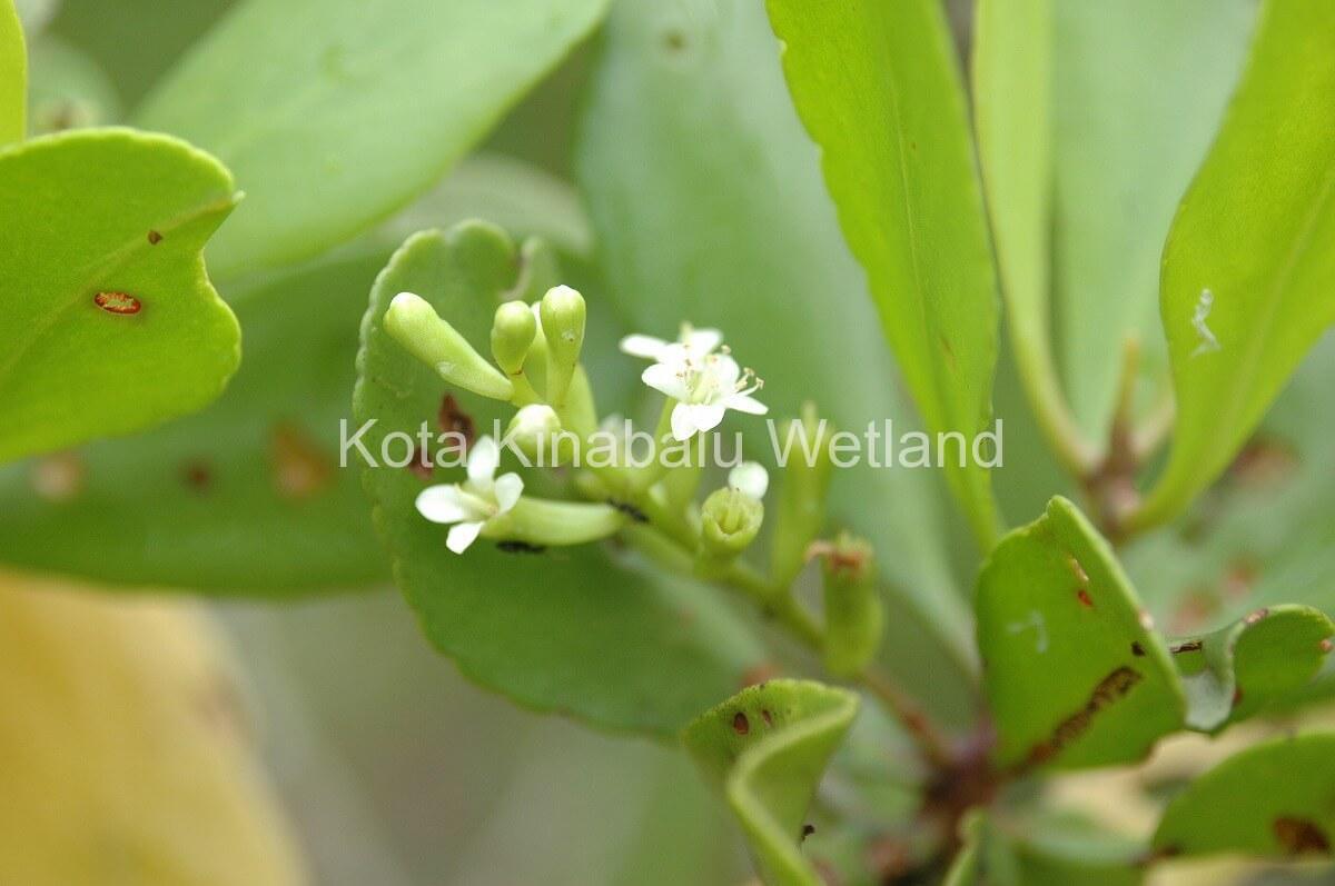 Plants | Kota Kinabalu Wetland