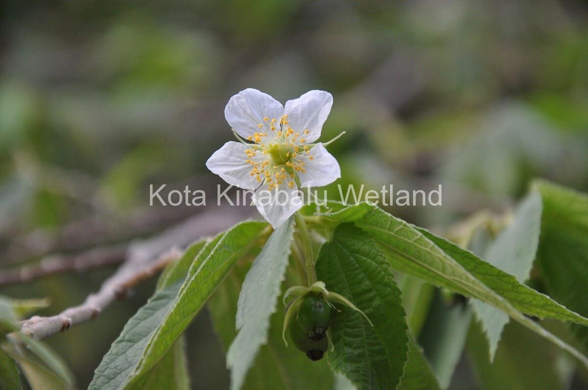 Plants | Kota Kinabalu Wetland