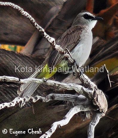 Animals | Kota Kinabalu Wetland